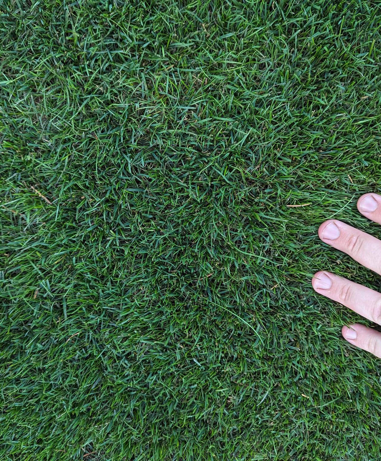 Your Canadian source of elite grass seed, fertilizers, plans and more ...