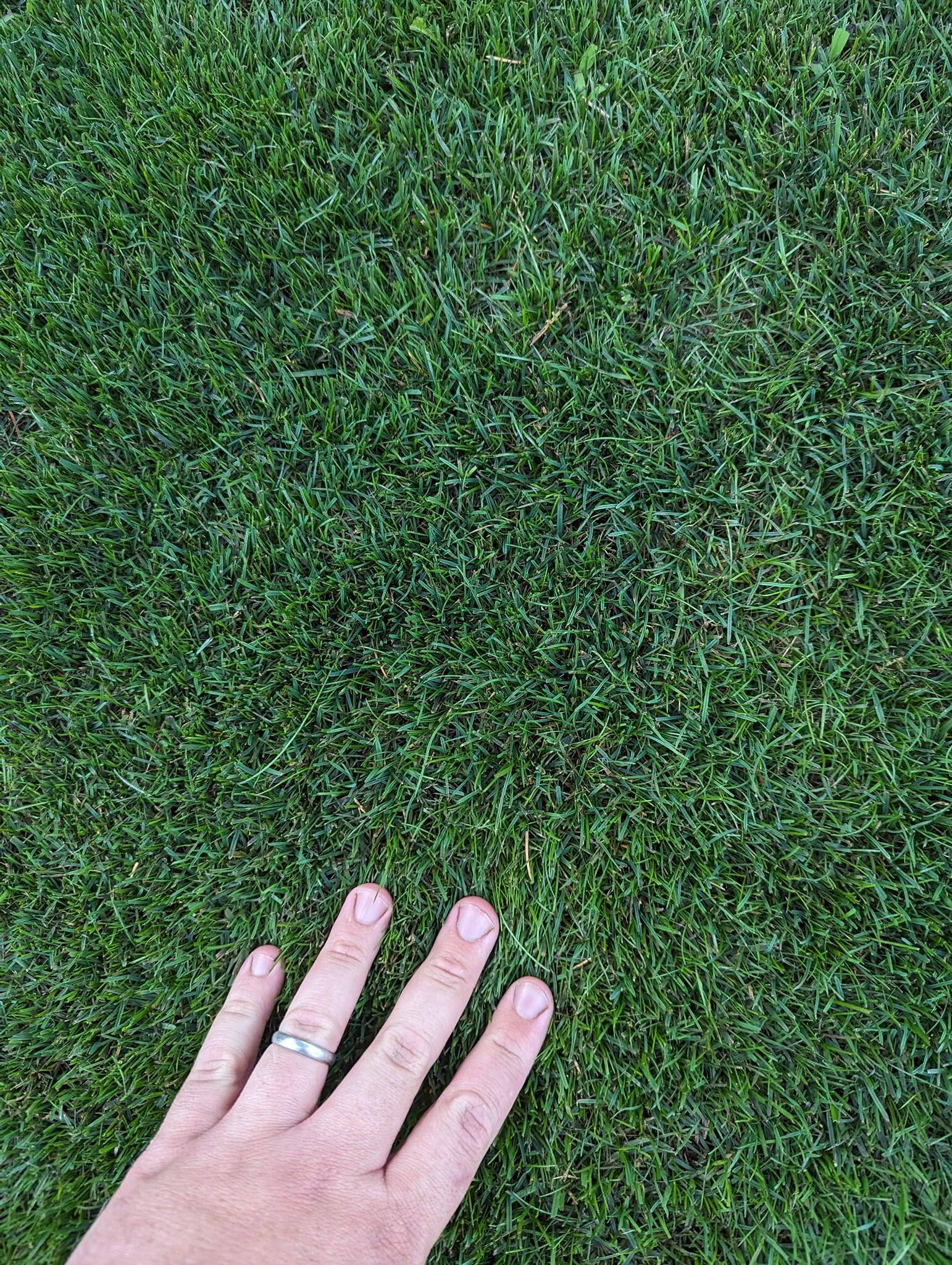 Grass Seed Guide | The Lawn Medic
